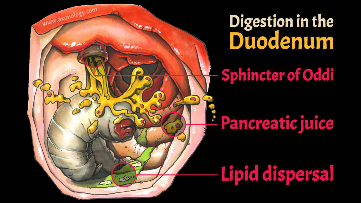 Digestion and absorption - Axonology