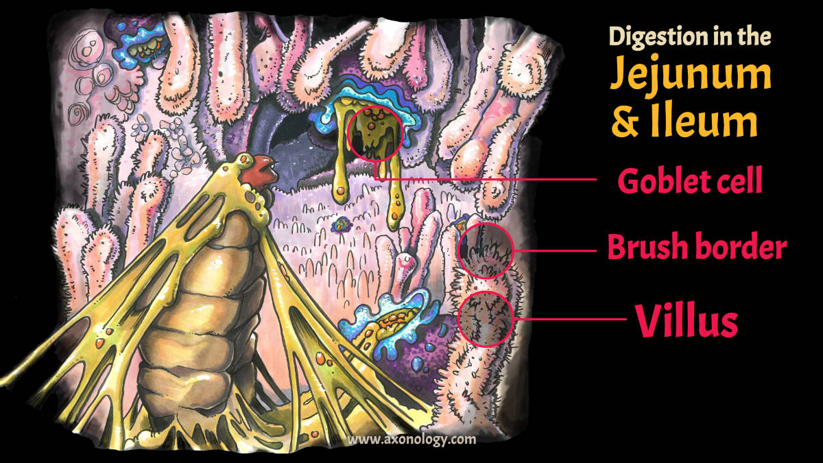 Digestion and absorption - Axonology