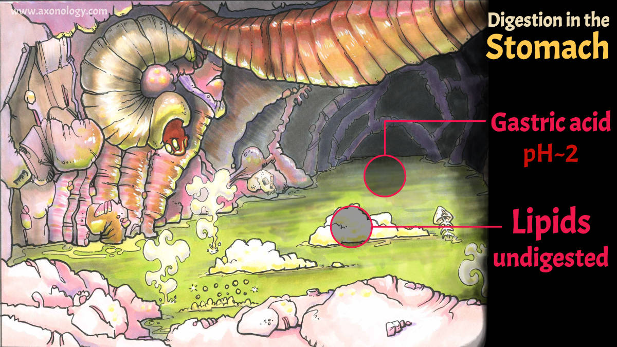 Digestion and absorption - Axonology